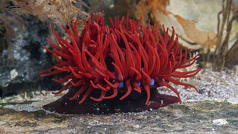 Beadlet anemone | The Wildlife Trusts